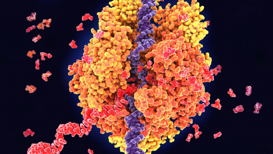 PARIS : 50 years ago, genes eluded electron microscopes | Indians ...